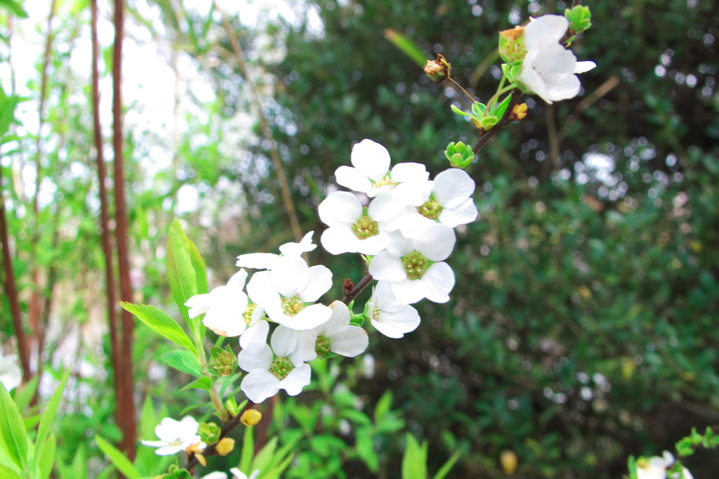 小さな白い花 by だー ID6608016 写真共有サイト PHOTOHITO