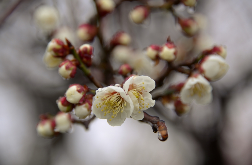 香散見草 by 近江源氏 ID8505807 写真共有サイト PHOTOHITO