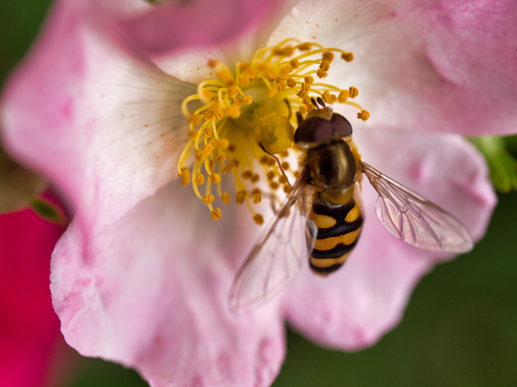 薔薇と蜂 By ちょいちょい (id:9578526) 写真共有サイト Photohito