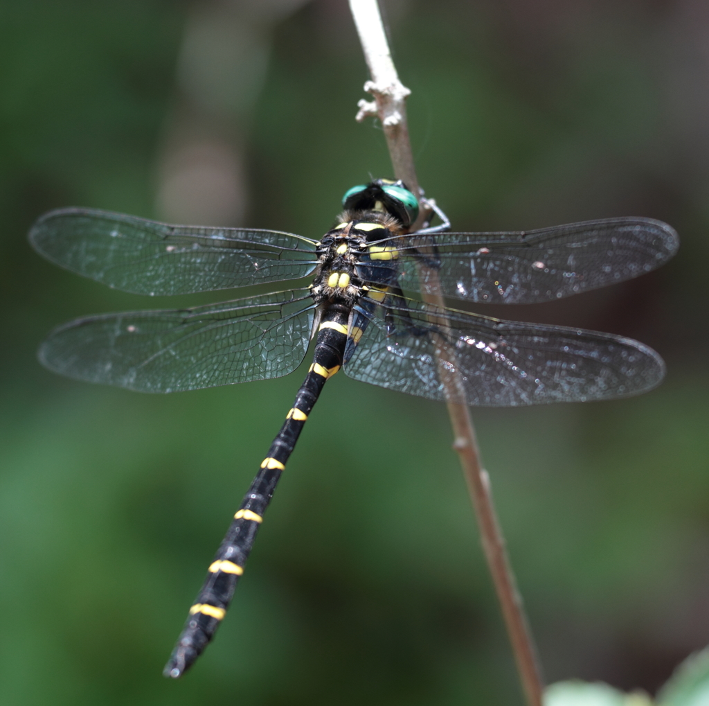 オニヤンマ by 傳セカイセン （ID：5839897） - 写真共有サイト:PHOTOHITO