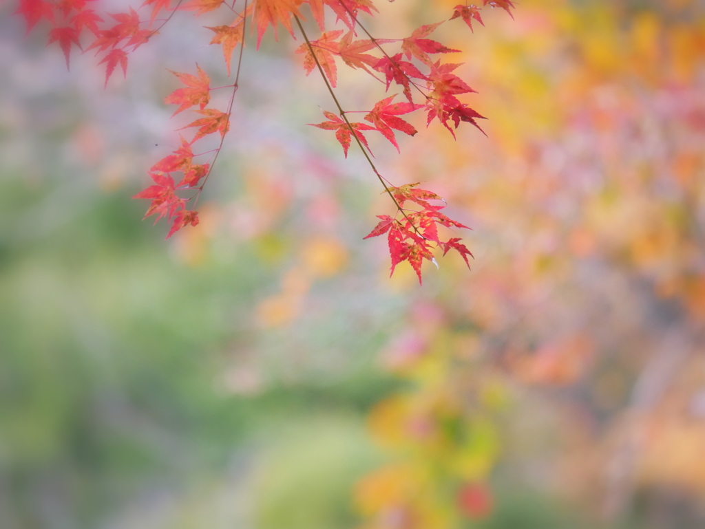 One Month Ago By ID 8295755 PHOTOHITO