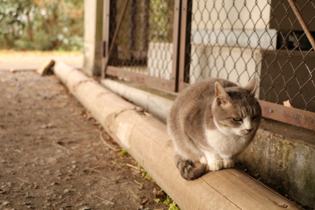 今日は猫の日 By Saku3 (id:9370396) 写真共有サイト Photohito