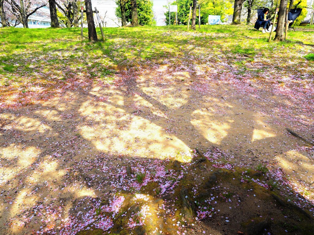 ここにも桜の木が。。 By けいつー （id：9490986） 写真共有サイトphotohito