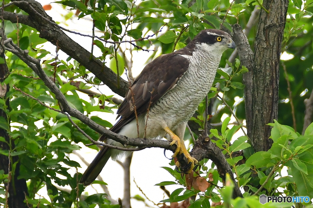 Northern Goshawk （オオタカ） by 写鳥楽 （ID：6871751） - 写真共有サイト:PHOTOHITO