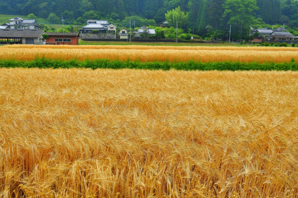 麦畑 by かもんチャン （ID：13525970） - 写真共有サイト:PHOTOHITO