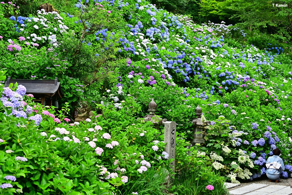 花に埋もれて By かもんチャン （id：10459351） 写真共有サイトphotohito
