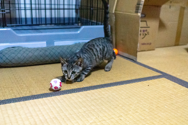 SAMYANG(サムヤン)のレンズ AF24mm F2.8 FE で撮影した写真(画像)一覧- 写真共有サイト:PHOTOHITO