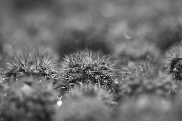 CANON(キヤノン)のミラーレス一眼EOS R6 Mark II で撮影した写真(画像)一覧(14ページ目)- 写真共有サイト:PHOTOHITO