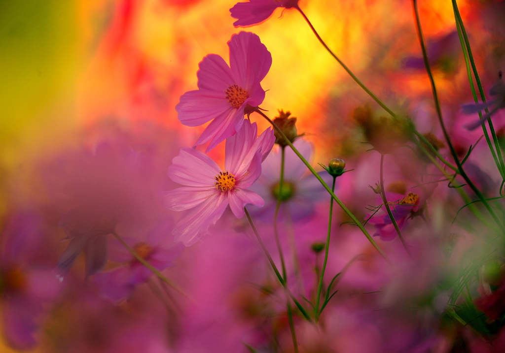 BS6T0009 SILKYPIX 10 9 5 2 By Yoseilinux ID 11445758