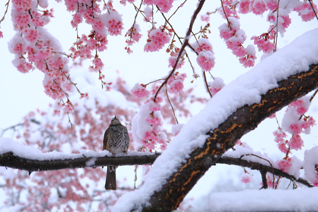 なごり雪 By Tyoshida (id:9456131) 写真共有サイトphotohito