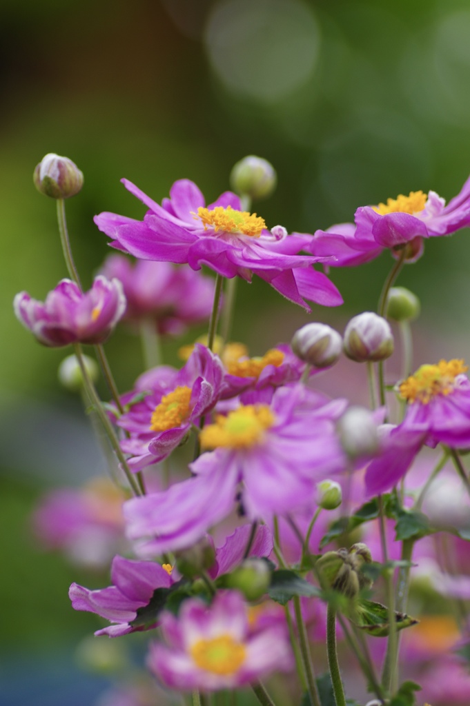 タイワンシュウメイギク 台湾秋明菊 By Pomme27 (id:11337952) 写真共有サイト Photohito