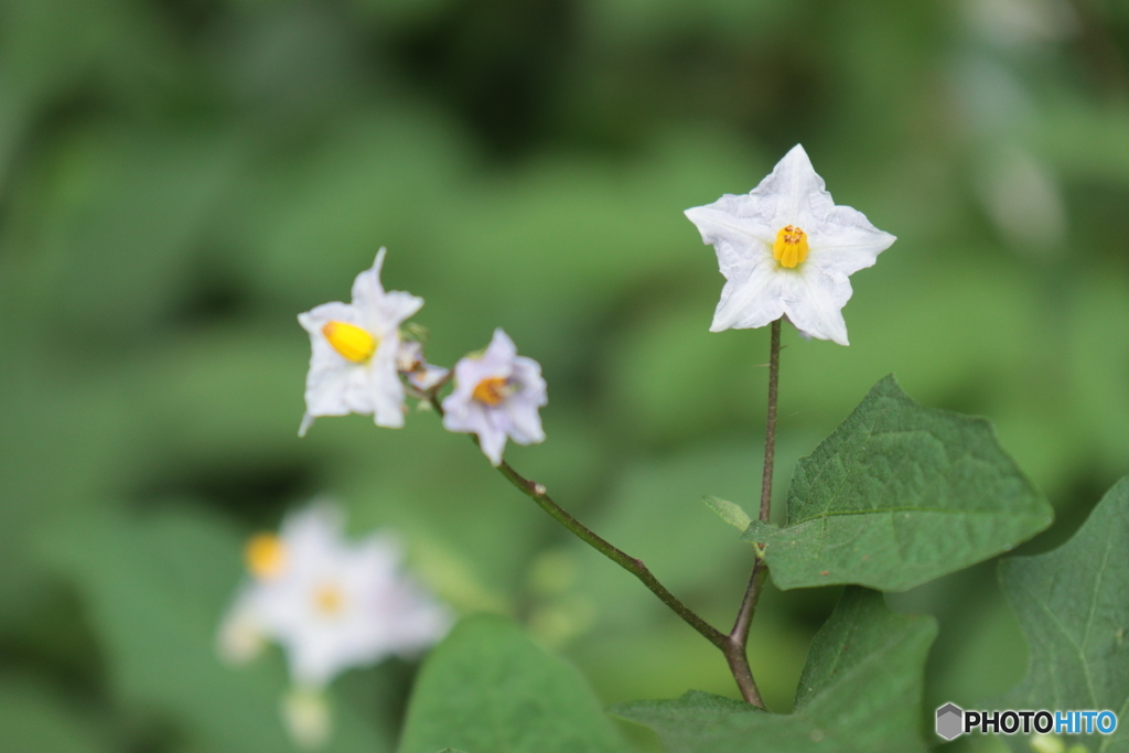 ワルナスビ 8566 by 未希ライフ （ID：11959758） - 写真共有サイト:PHOTOHITO