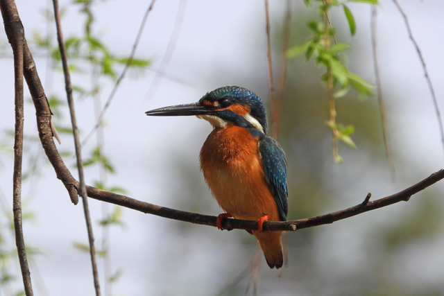 NIKON(ニコン)のデジタルカメラCOOLPIX P1100 で撮影した写真(画像)一覧(52ページ目)- 写真共有サイト:PHOTOHITO