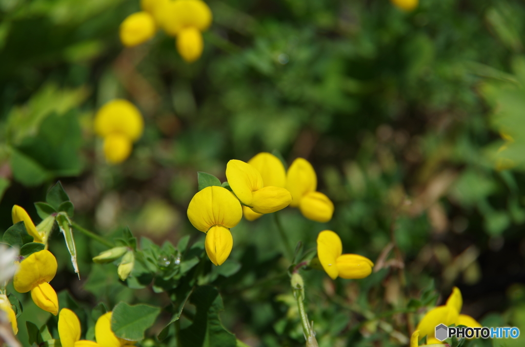 黄色いマメ科の花が浜辺を彩ってます。 by さくらんぼjam （ID：5729136） - 写真共有サイト:PHOTOHITO