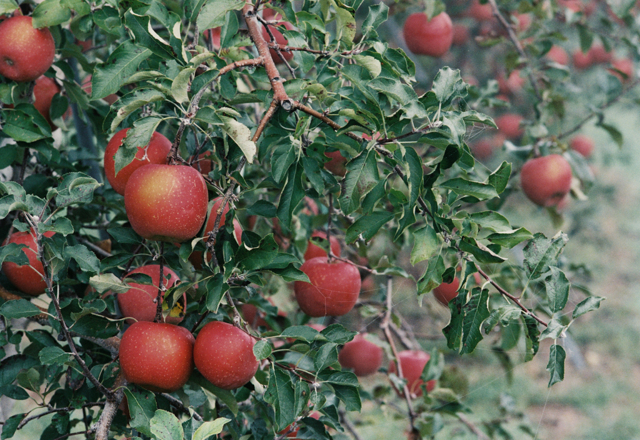 FUJIFILM(富士フイルム)のデジタルカメラSP-2000 で撮影した写真(画像)一覧- 写真共有サイト:PHOTOHITO