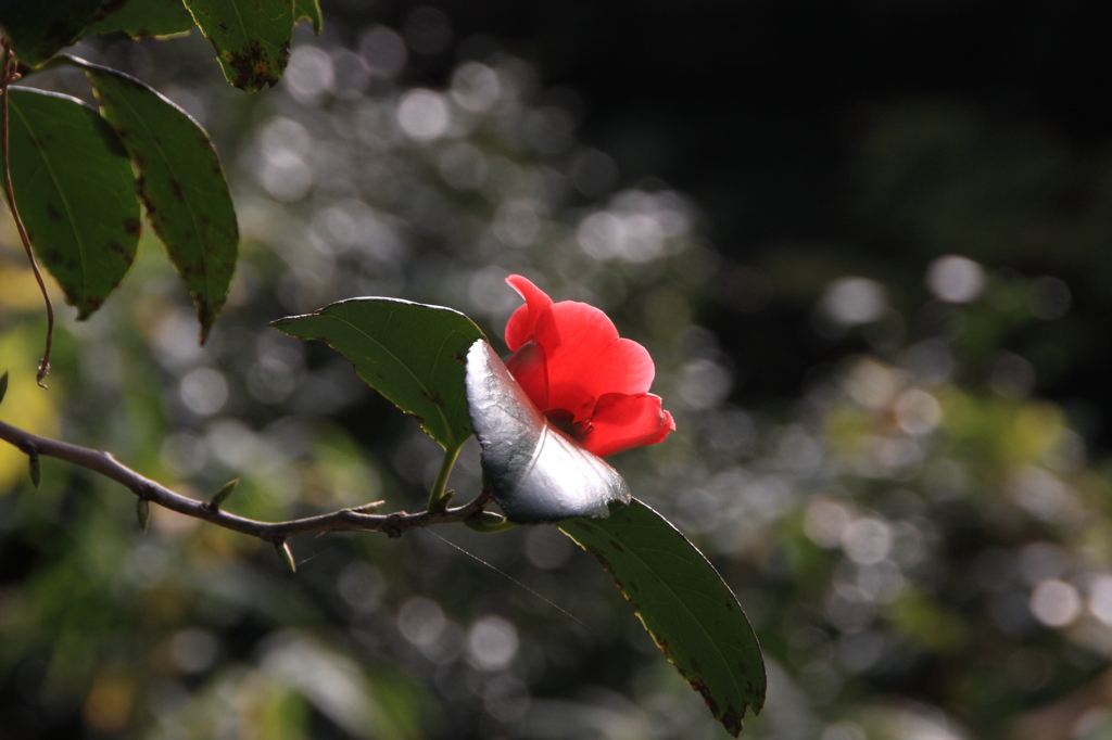 島のやぶ椿Ⅲ by 瀬戸の素浪人 （ID：2996090） - 写真共有サイト:PHOTOHITO