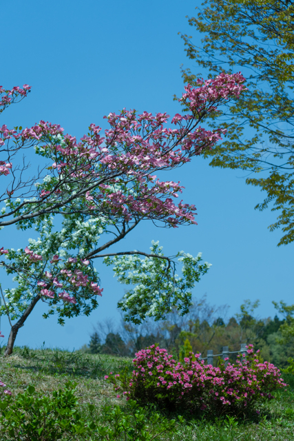 SONY(ソニー)のミラーレス一眼α7CR ILCE-7CR で撮影した写真(画像)一覧(6ページ目)- 写真共有サイト:PHOTOHITO