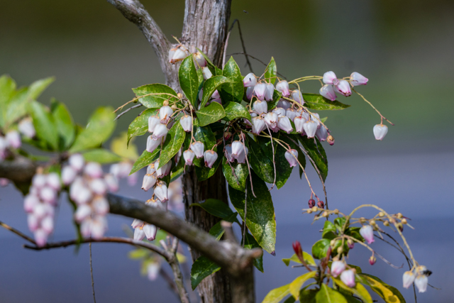 SONY(ソニー)のミラーレス一眼α7CR ILCE-7CR で撮影した写真(画像)一覧(5ページ目)- 写真共有サイト:PHOTOHITO